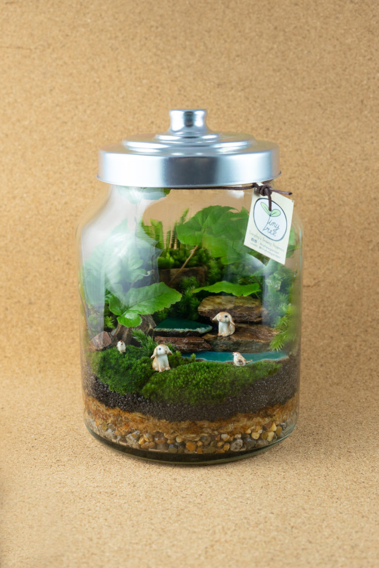 Tiny Tree Garden : Terrarium, Plants Shop, Workshop Service