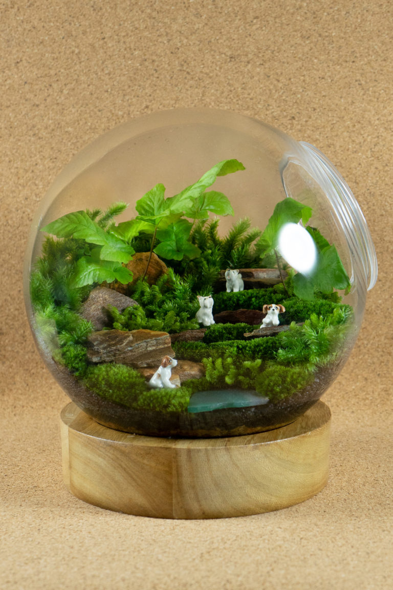 Tiny Tree Garden : Terrarium, Plants Shop, Workshop Service